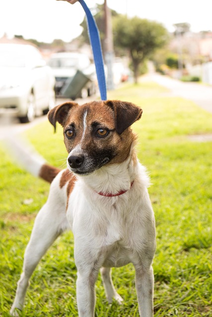 Jack Russell Terrier Dog - Free photo on Pixabay - Pixabay