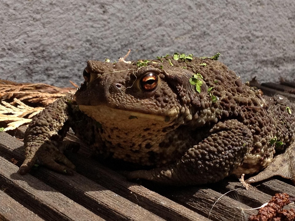 Toad Frog Animal - Free photo on Pixabay - Pixabay
