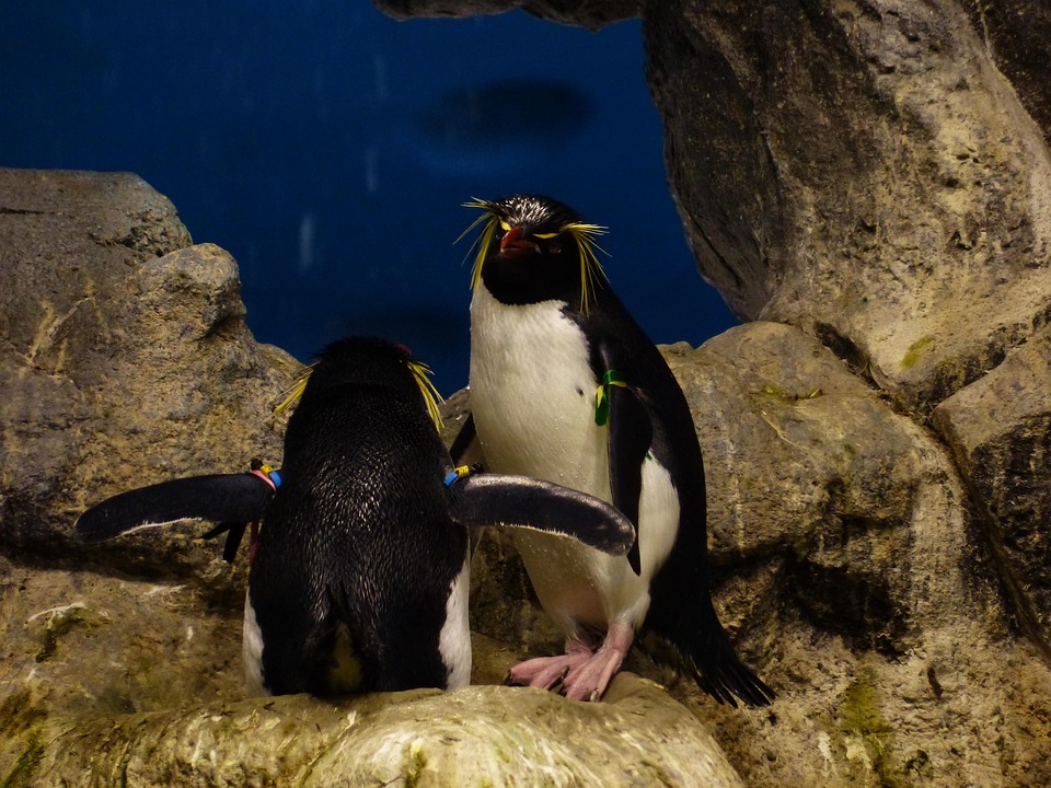 Felsenpinguin Pinguin Eudyptes - Kostenloses Foto auf Pixabay - Pixabay