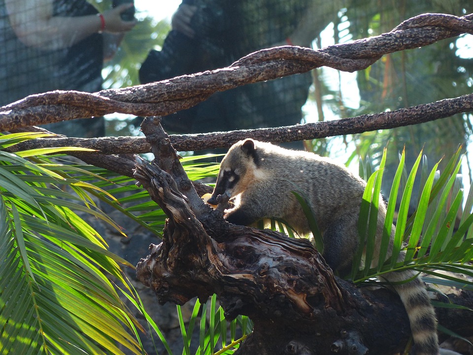South American Coati Animal - Free photo on Pixabay