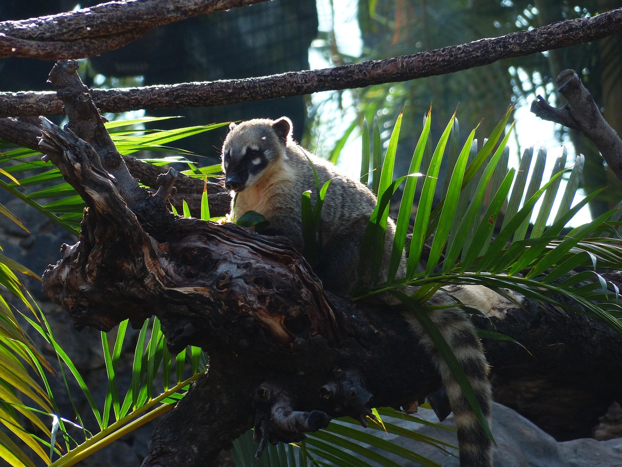 South American Coati Animal - Free photo on Pixabay - Pixabay