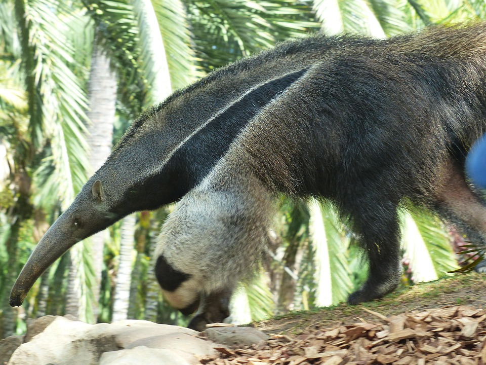 Big Anteater Animal Myrmecophaga - Free photo on Pixabay - Pixabay