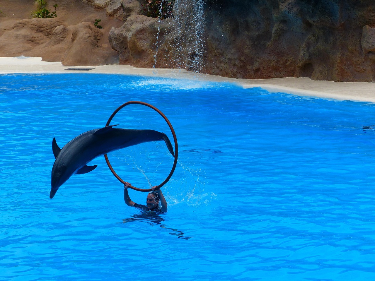 1,000+ Free Dolphin & Nature Images - Pixabay
