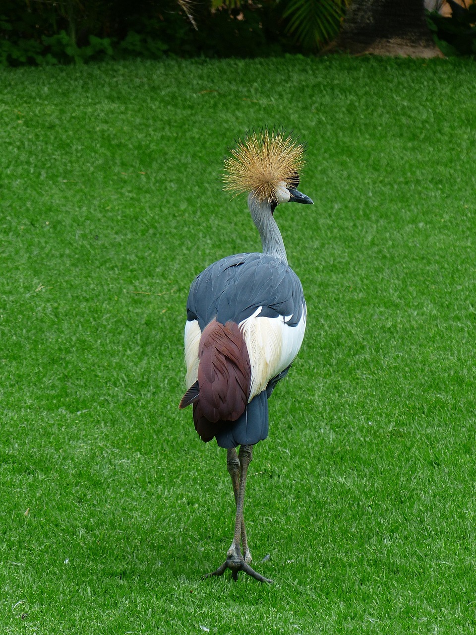 Crane Bird Spring Crown South - Free photo on Pixabay