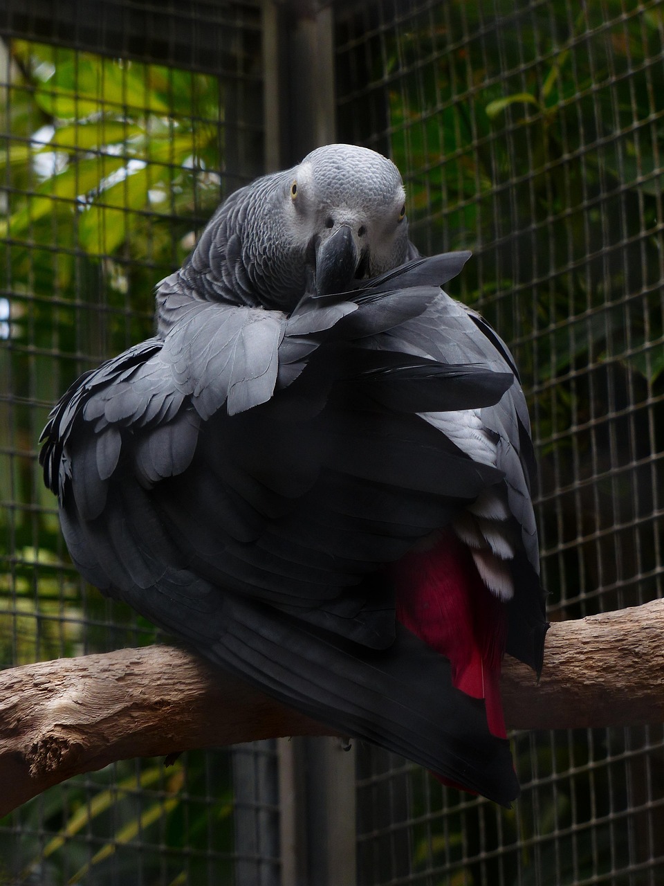 10,000+ Free Real Parrot & Parrot Images - Pixabay