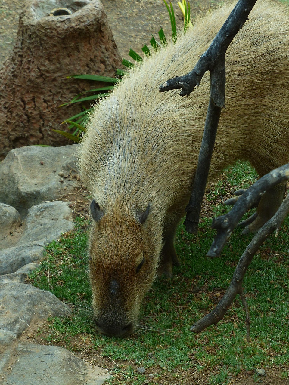 Oltre 100 foto Capibara & Natura gratis - Pixabay