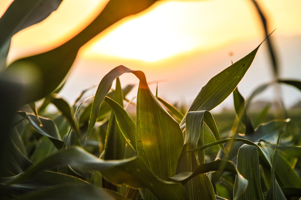 70,000+ Free Corn Field & Corn Photos - Pixabay