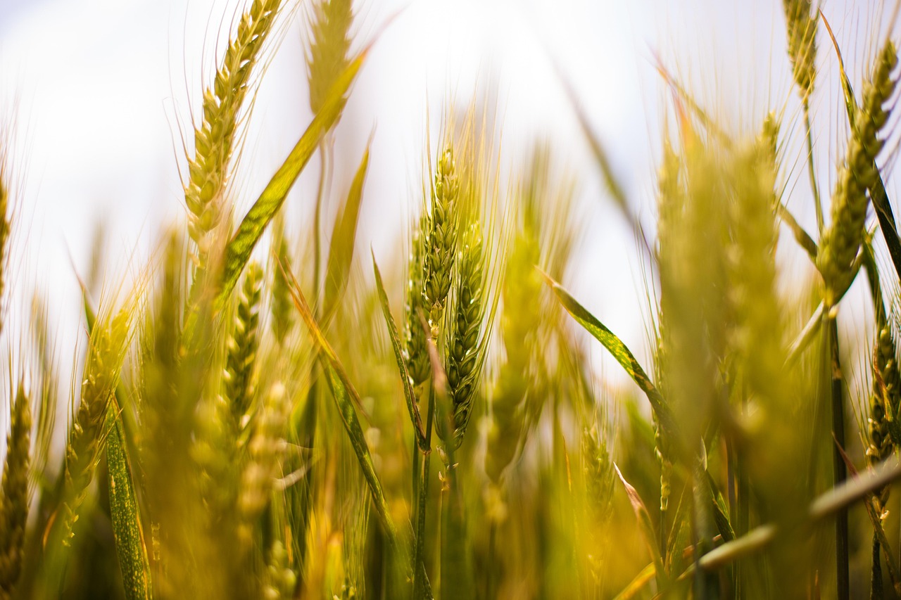 Weizenfeld Weizen Land - Kostenloses Foto auf Pixabay - Pixabay