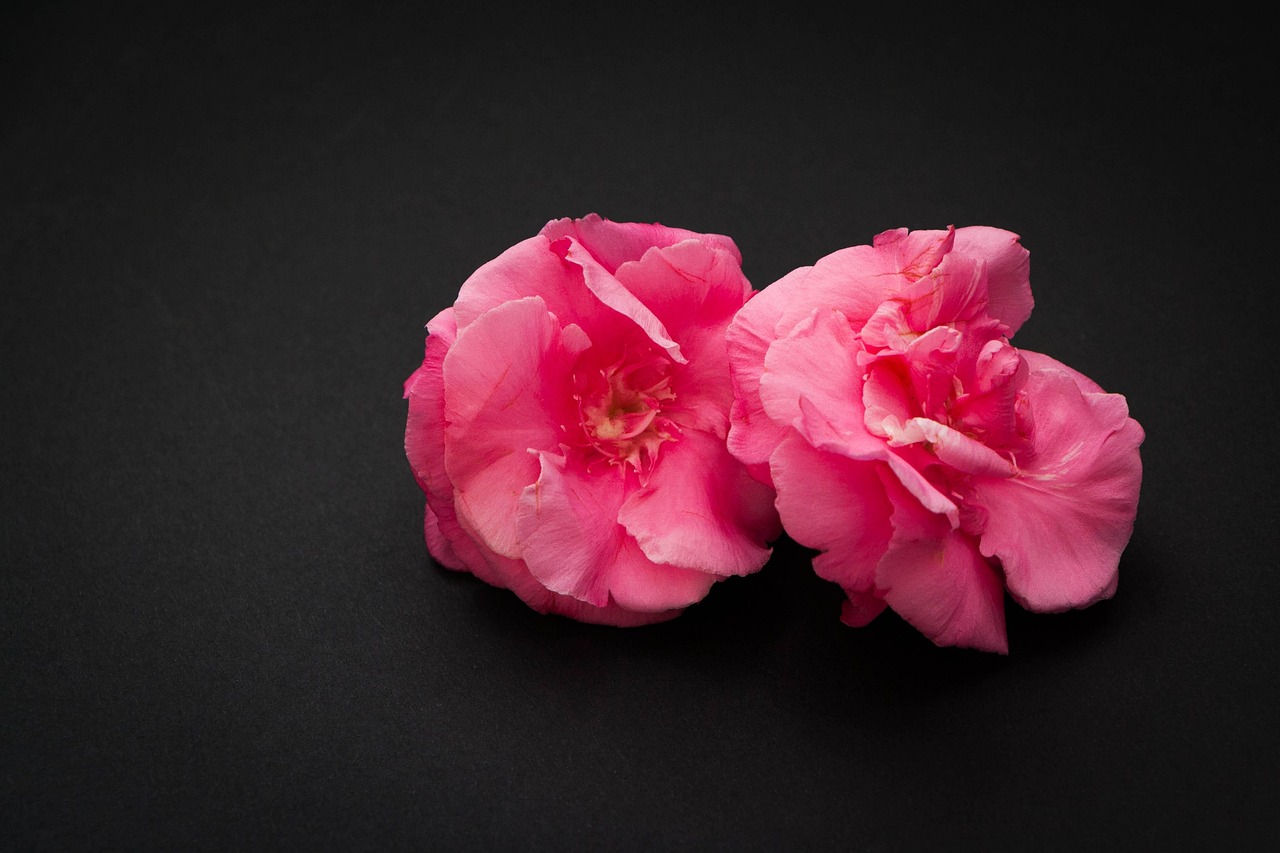 Blume Zwei Rot - Kostenloses Foto auf Pixabay - Pixabay