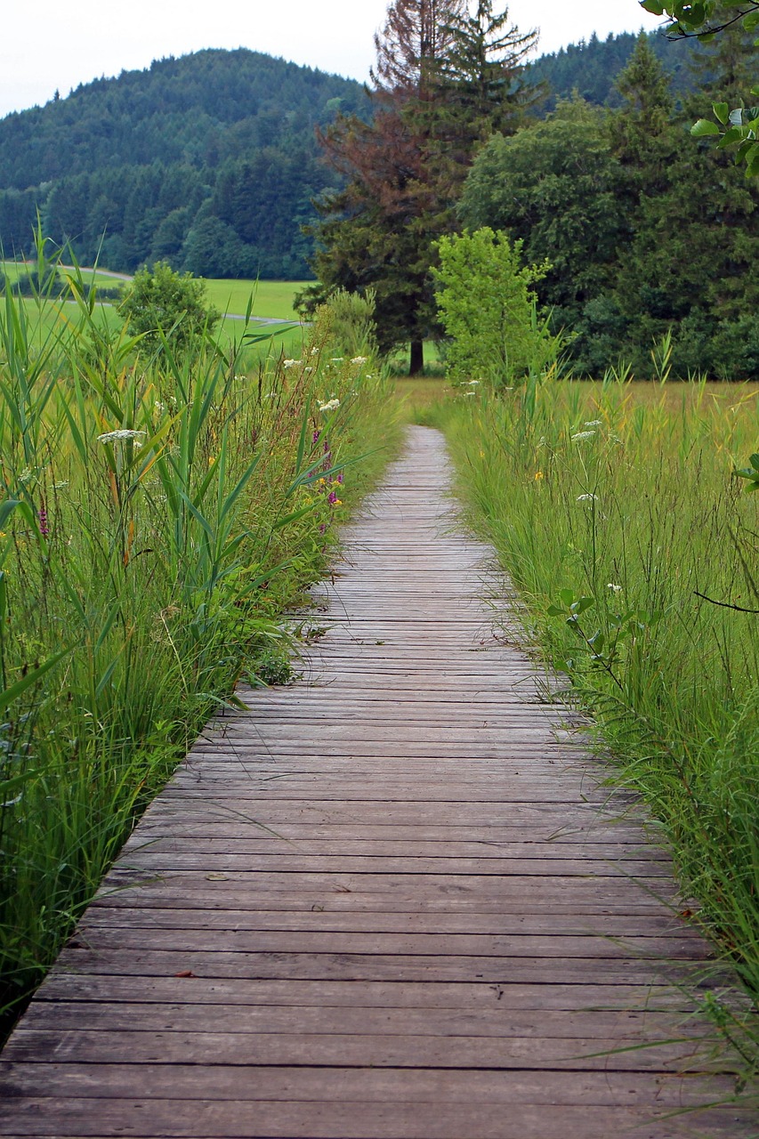 Wooden Track Path Trail - Free photo on Pixabay - Pixabay