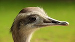 3 Flightless bird Synonyms. Similar words for Flightless bird.