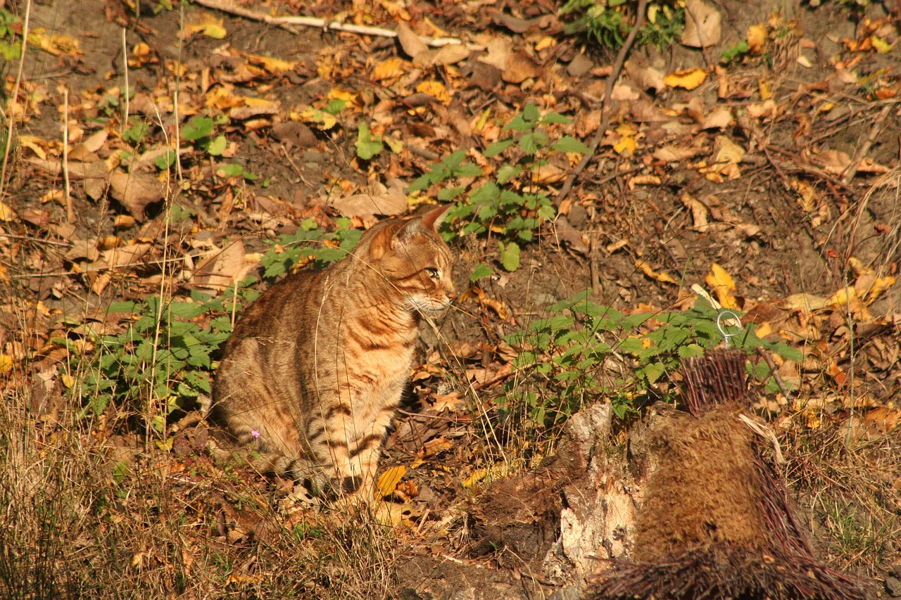 Cat Camouflage Fall - Free photo on Pixabay