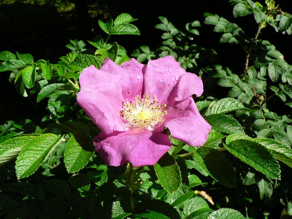 Apple Rose Flower - Free photo on Pixabay