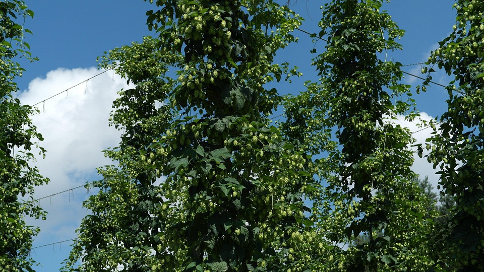 Hop Vines Garden - Free photo on Pixabay - Pixabay
