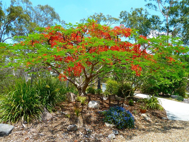 Poinciana Tree Flowering - Free photo on Pixabay - Pixabay