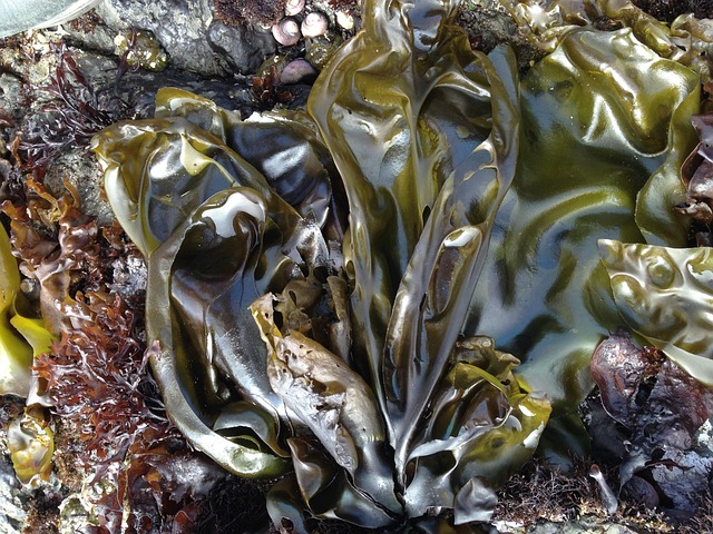 Seaweed Sea Shore Northern - Free photo on Pixabay