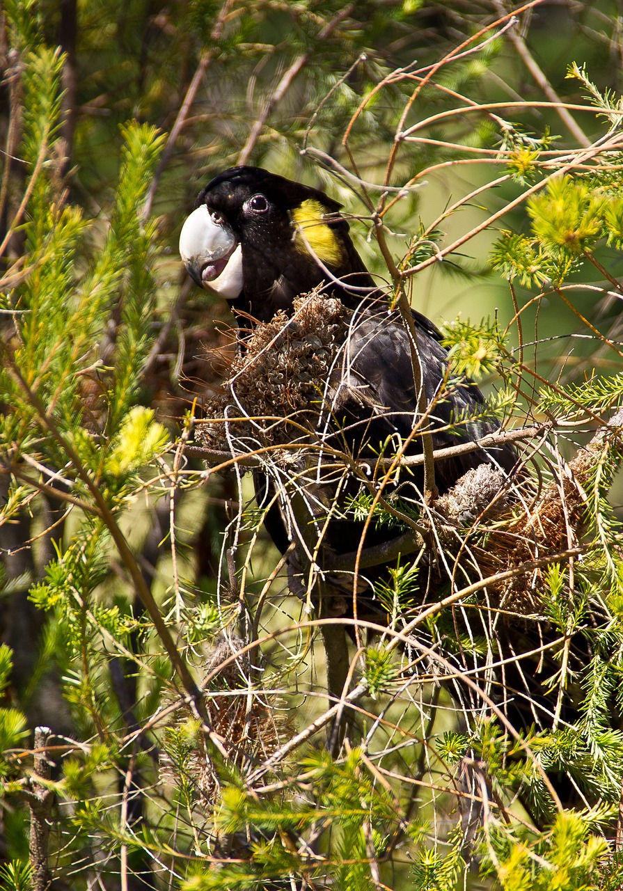 200,000+ Free Red Tailed Black Cockatoo & Cockatoo Images - Pixabay