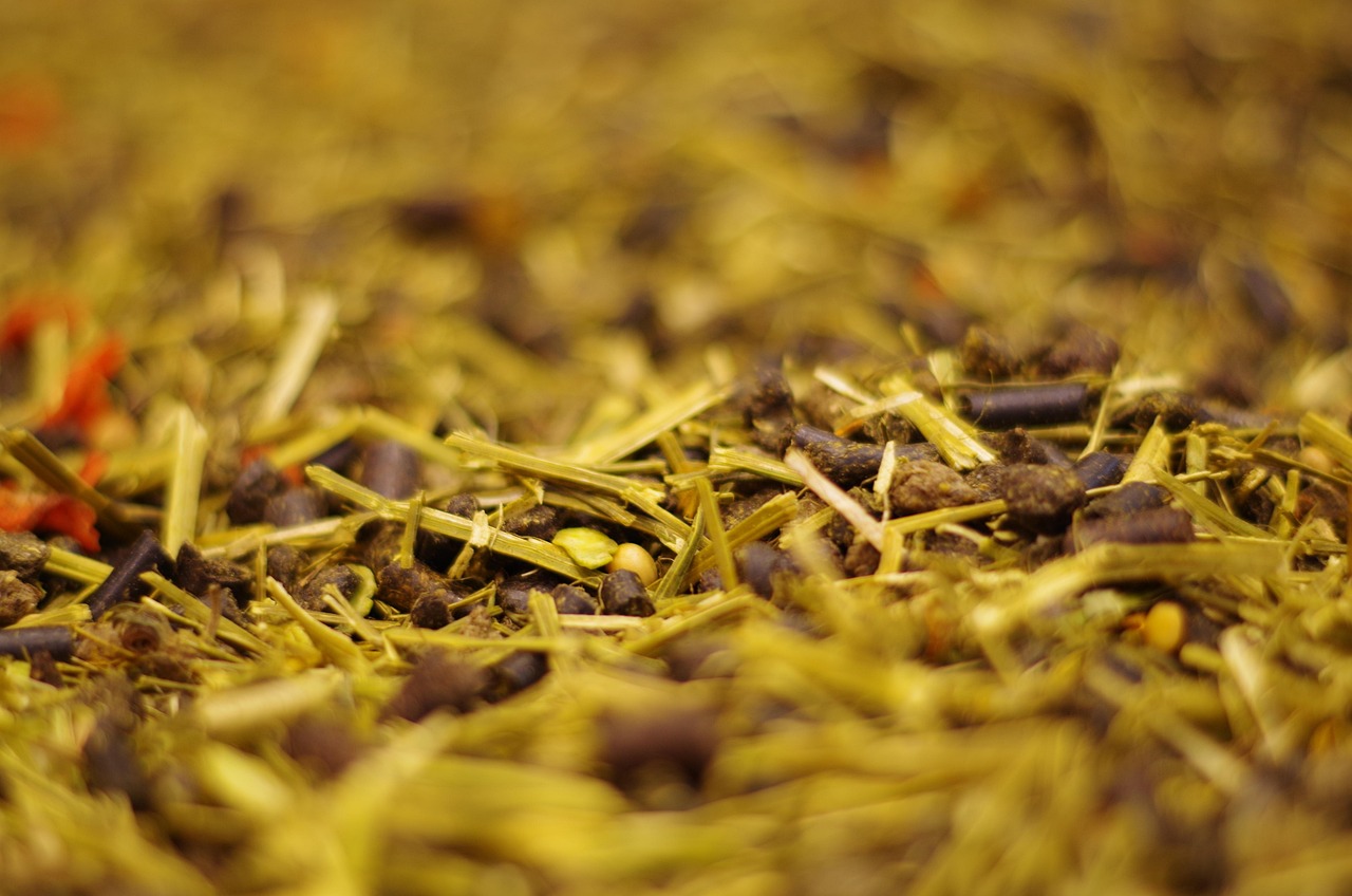 Alimentation Cheval - Photo gratuite sur Pixabay - Pixabay