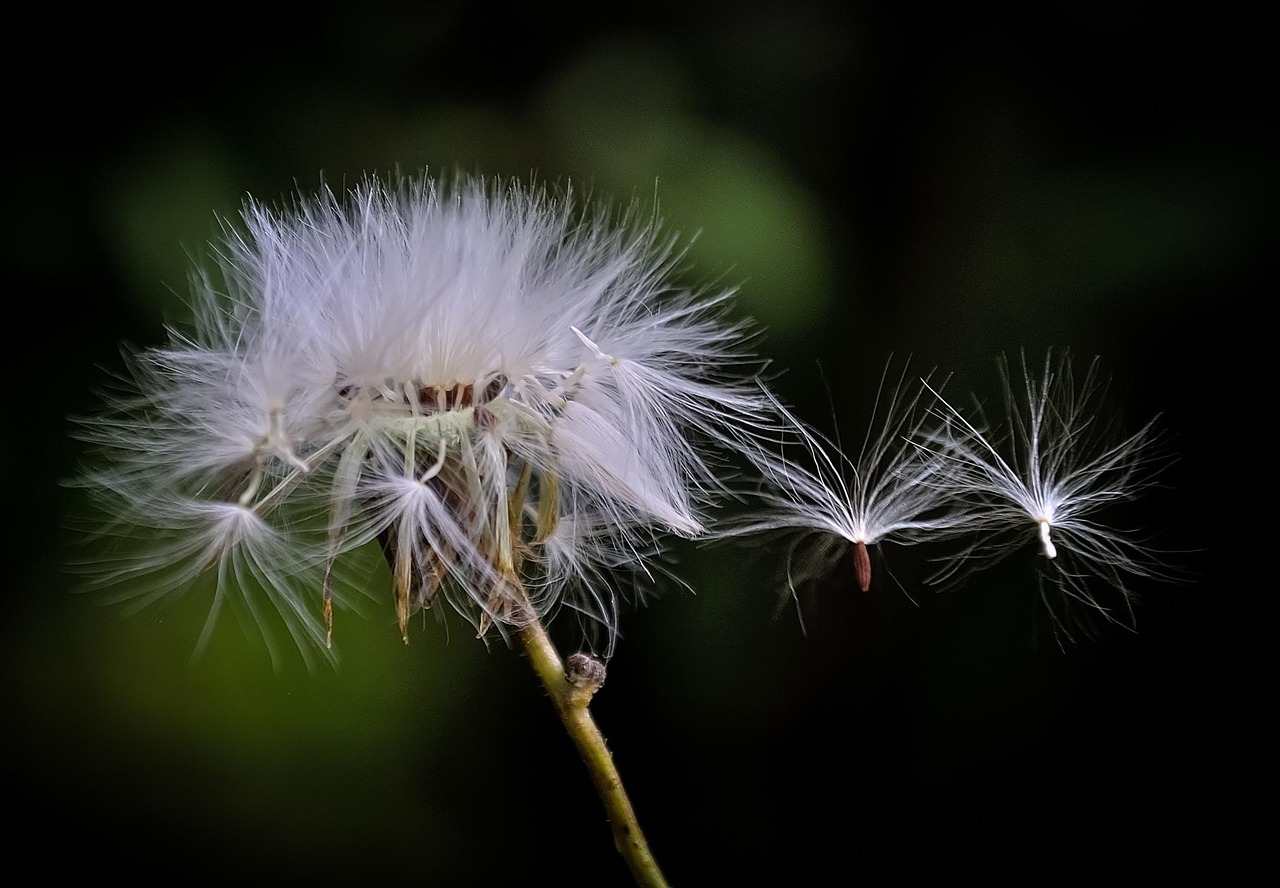Blowball Dandelion Wind - Free photo on Pixabay