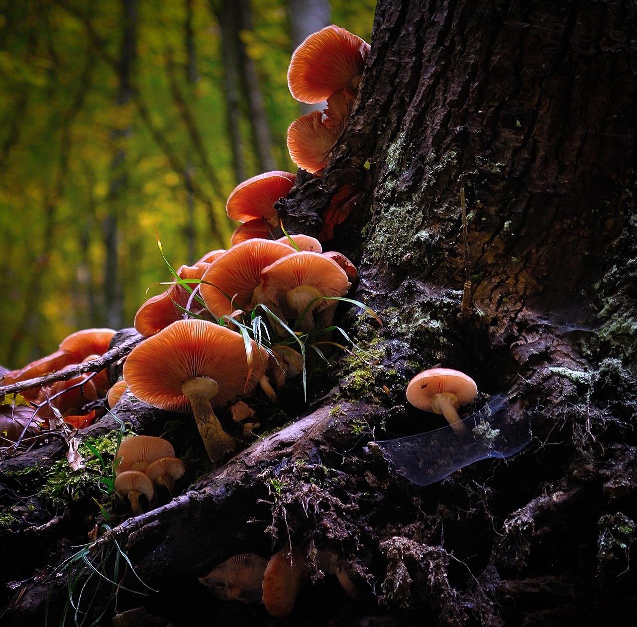 2,000+ Free Fungi & Mushrooms Images - Pixabay