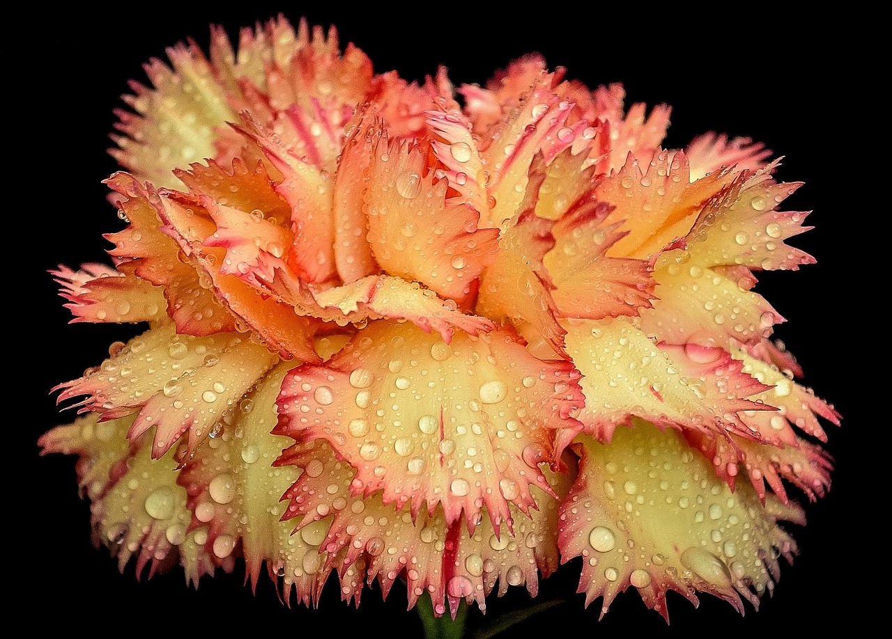 Grenadin Raindrops Flower - Free photo on Pixabay - Pixabay
