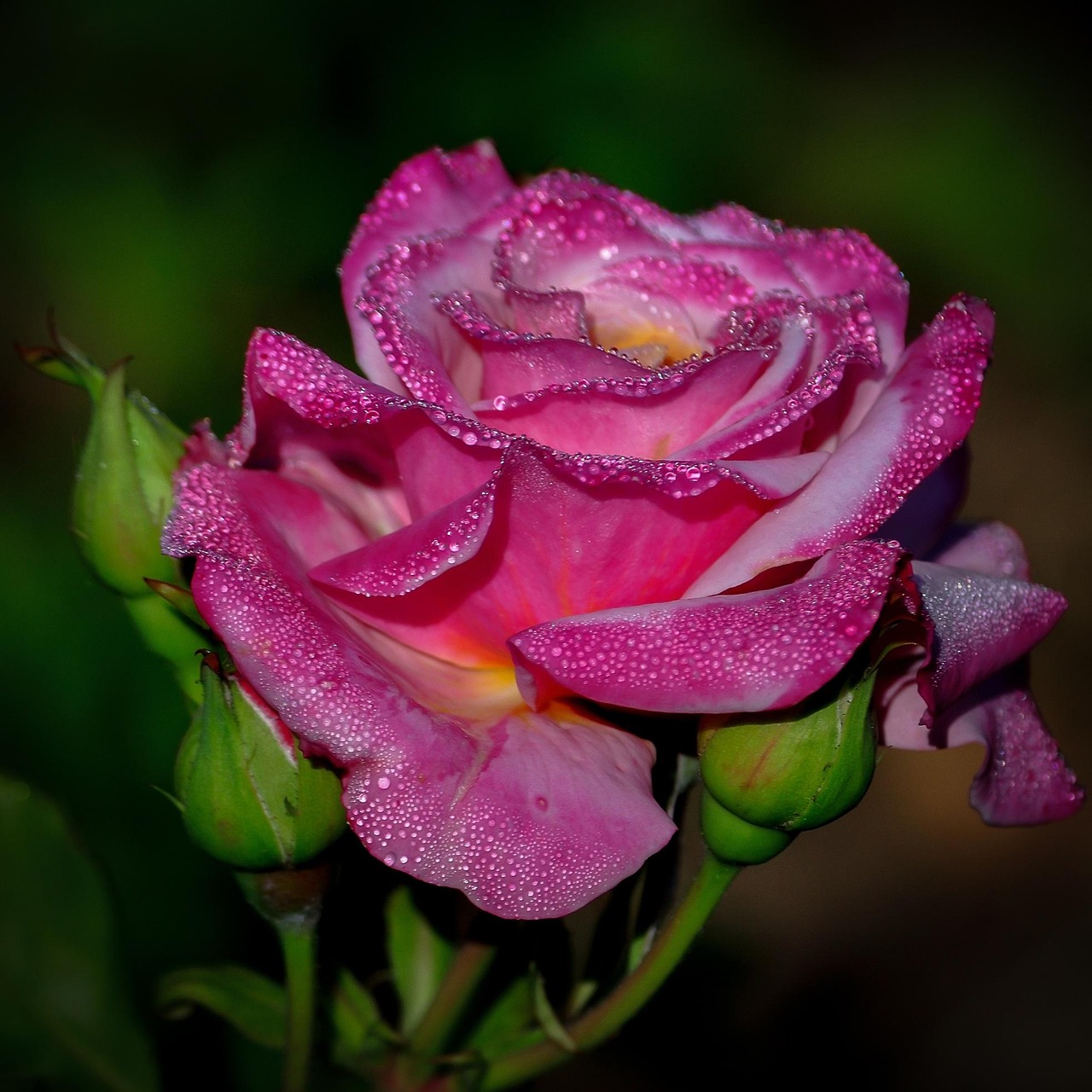 400+ Free Single Rose & Rose Images - Pixabay