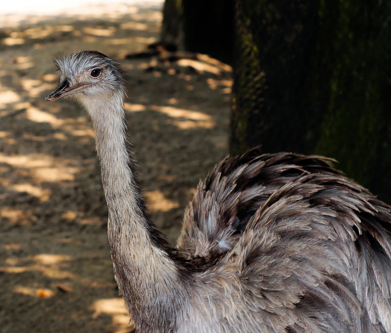 70+ Free Rhea Bird & Bird Images - Pixabay