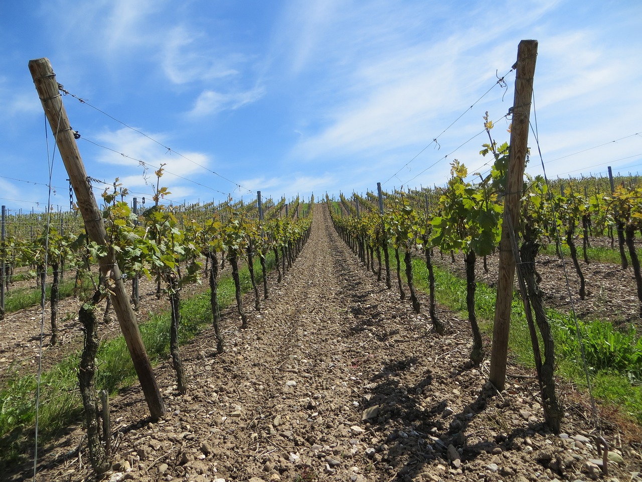 Viñedos Uvas Enredaderas - Foto gratis en Pixabay