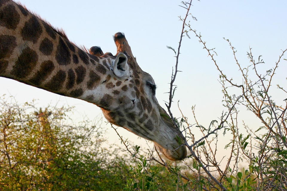 Girafa Reticulada África - Foto gratuita no Pixabay - Pixabay