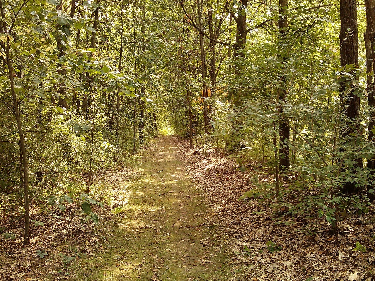Forest Walk Path - Free photo on Pixabay - Pixabay