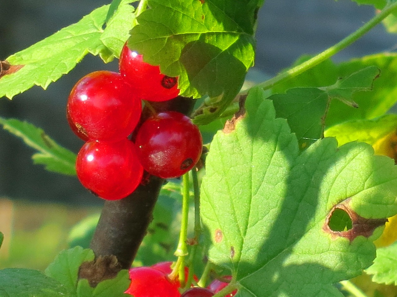 90+ kostenlose Ribisel und Johannisbeeren-Bilder - Pixabay
