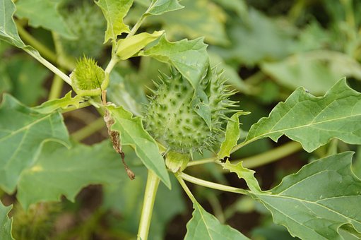 10+ Free Poison Apple & Thorn Apple Images - Pixabay