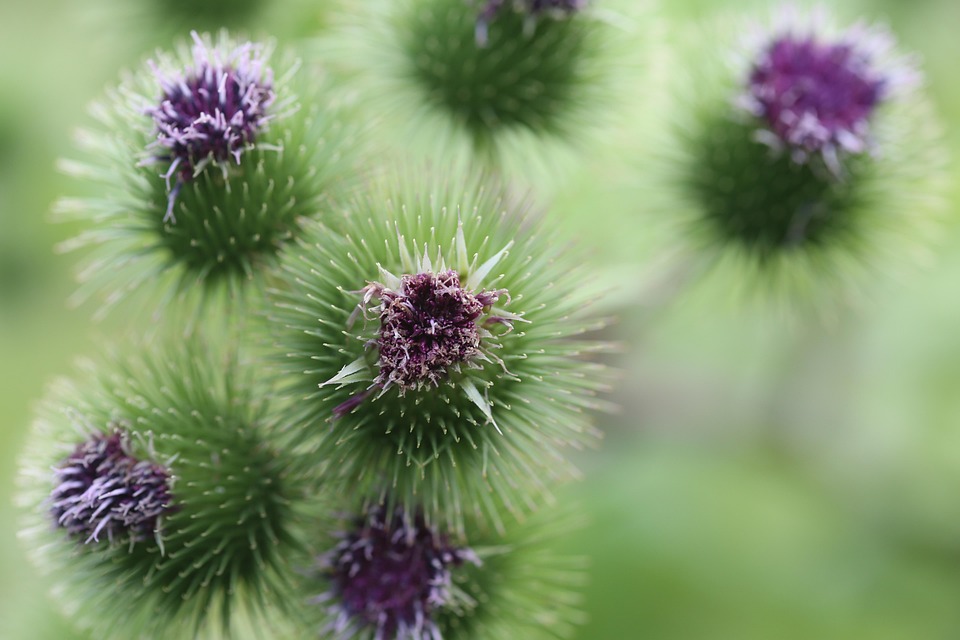 Thistle Plant Thorns - Free photo on Pixabay