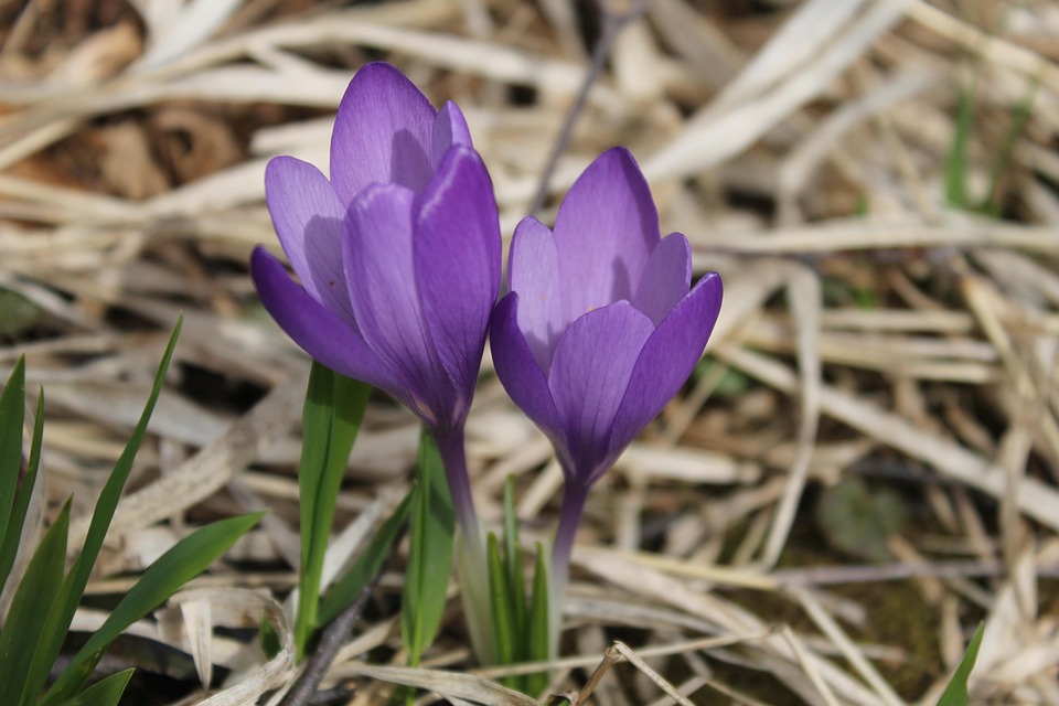 Crocus Fleur Nature - Photo gratuite sur Pixabay - Pixabay