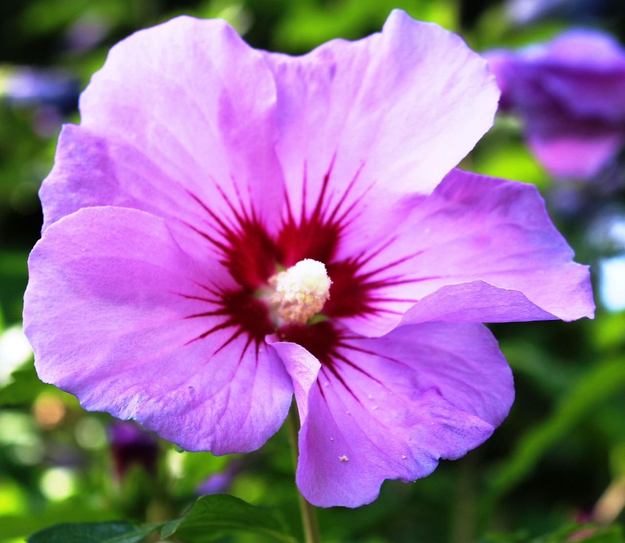 Petunia Blooming - Free photo on Pixabay - Pixabay