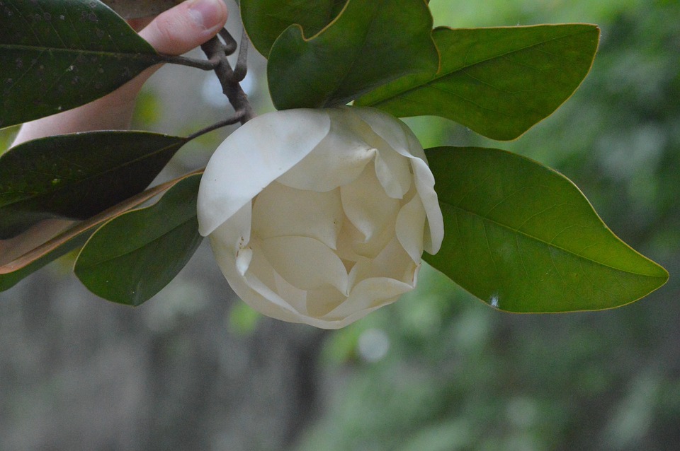 Magnolia Flower Nature - Free photo on Pixabay - Pixabay
