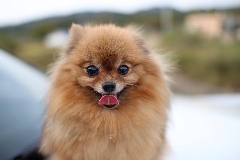 Dog Puppy Pomeranian Pet Free Photo On Pixabay
