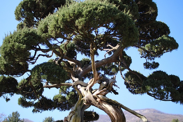 Arboretum Tree Pine - Free photo on Pixabay - Pixabay