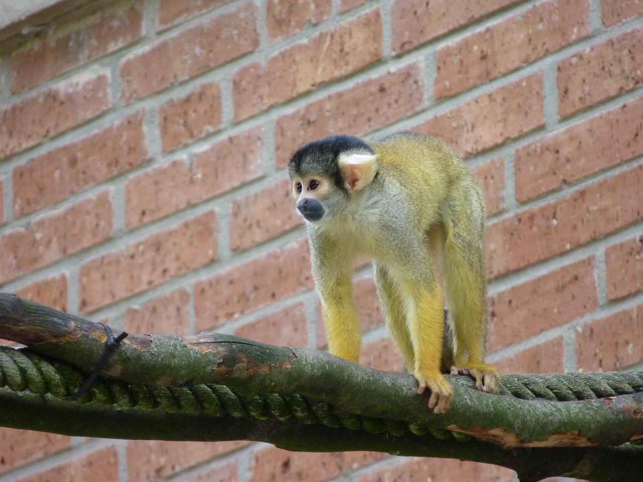 Ape Squirrel Monkey Climb - Free photo on Pixabay