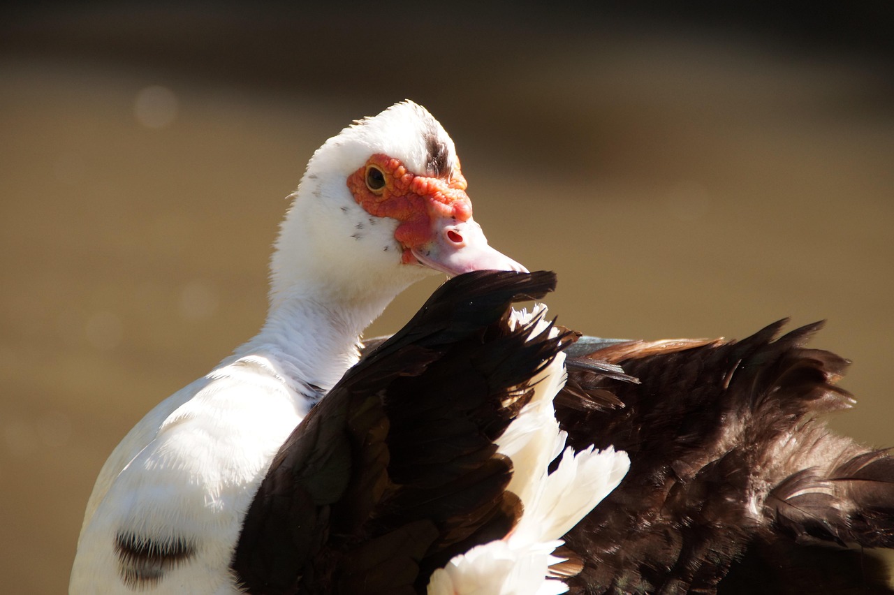Musky Duck Wart - Free photo on Pixabay - Pixabay