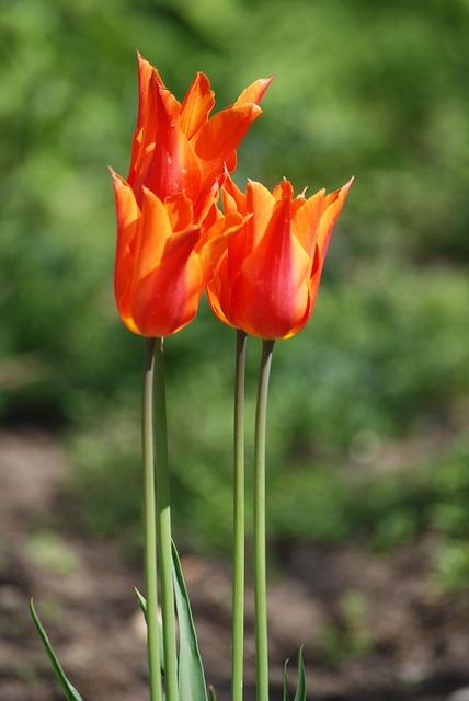 Tulipe Orange Fleur - Photo gratuite sur Pixabay - Pixabay