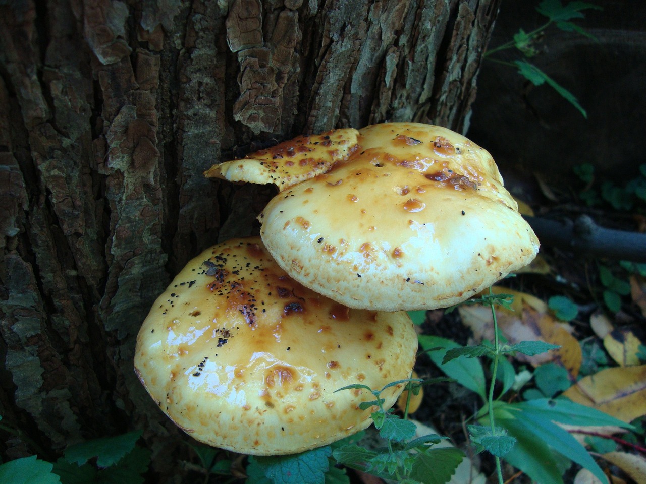 Fungi Mushrooms Toadstools - Free photo on Pixabay - Pixabay