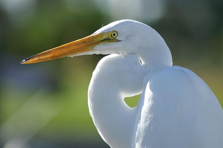300+ Free Great Egret & Egret Images - Pixabay