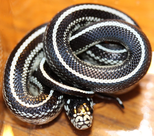 Serpiente De Cadena Lampropeltis - Foto gratis en Pixabay