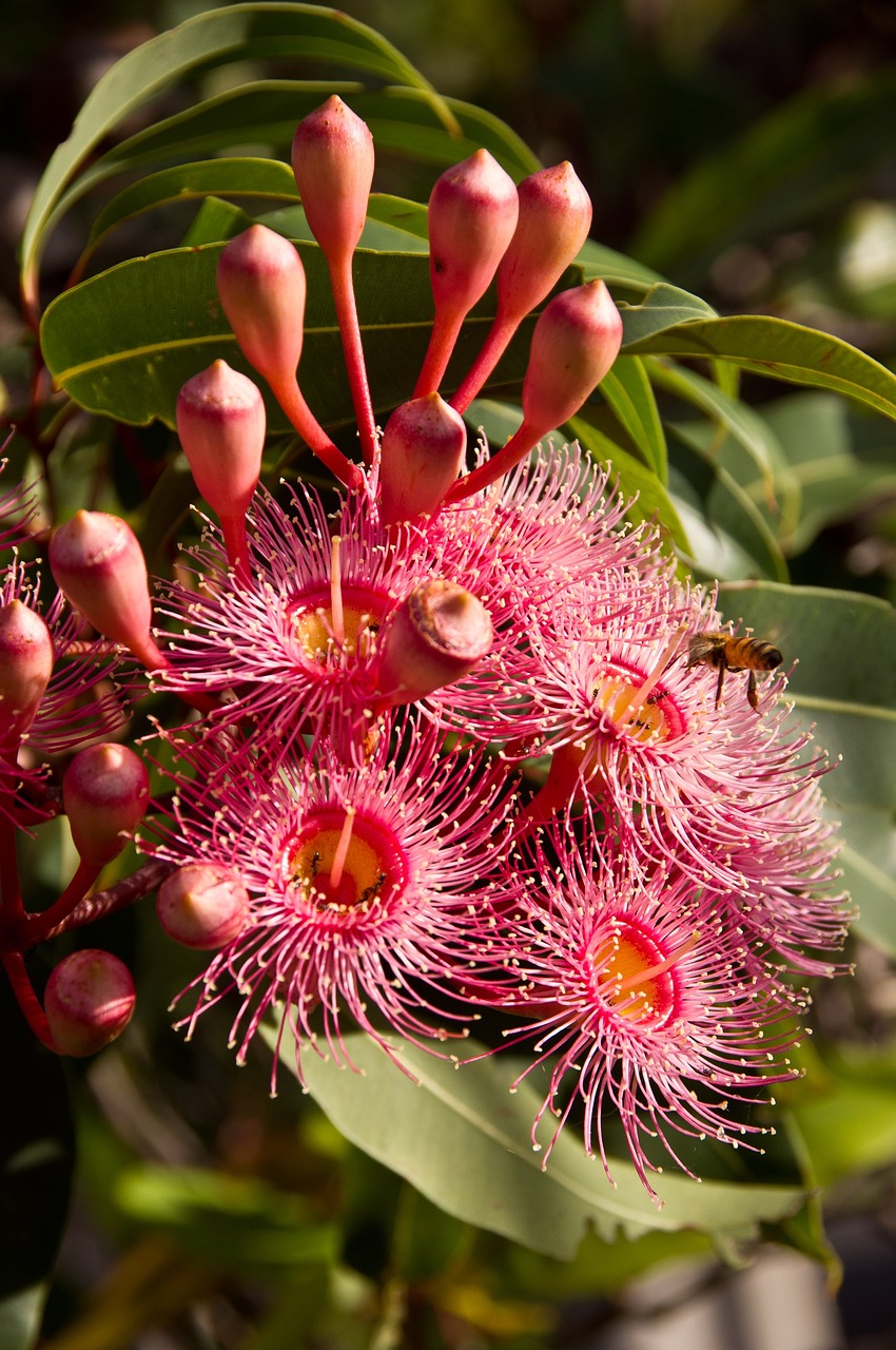 Eucalyptus Flower Wallpapers How To Create A Gorgeous Flower