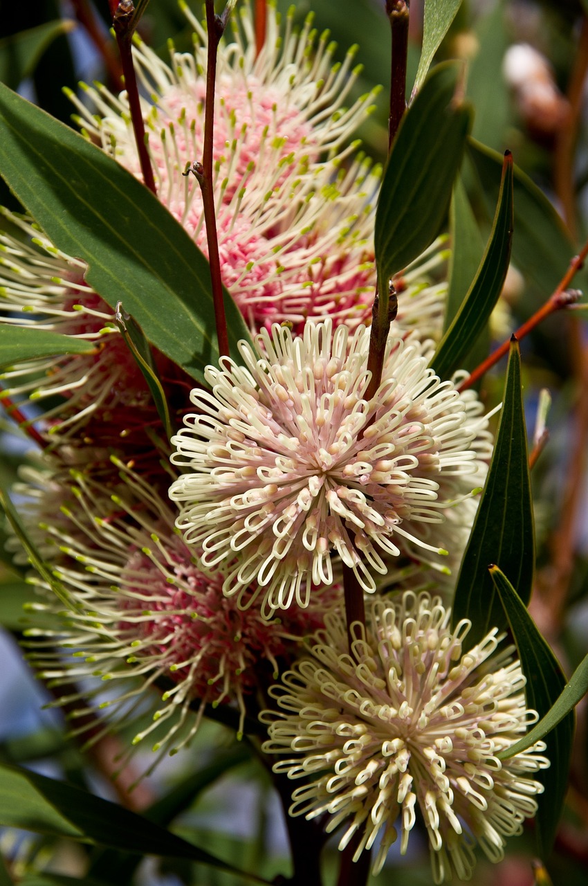 Pin-Cushion Hakea Flowers - Free photo on Pixabay - Pixabay