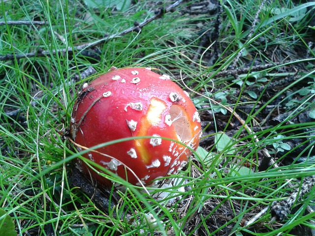 Amanite Champignon Poison - Photo gratuite sur Pixabay - Pixabay