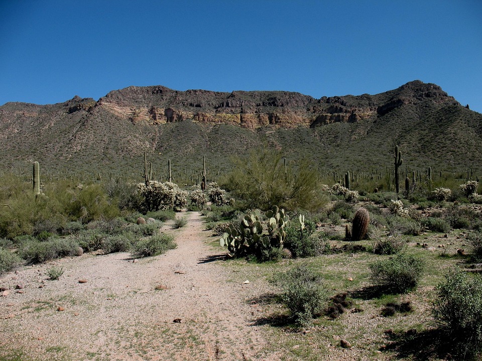 Desert Cactus Nature - Free photo on Pixabay