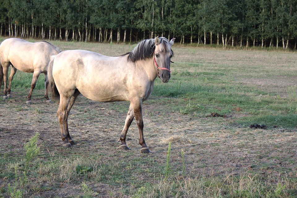 Le Cheval Polonais Brown · Photo gratuite sur Pixabay