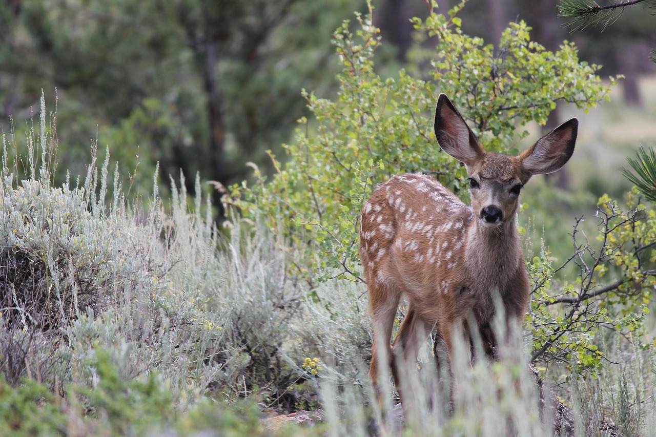 Deer Nature Wildlife - Free photo on Pixabay